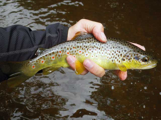 The River Rye - Hull And District Anglers Association